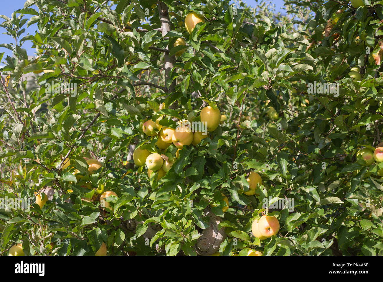 Apple on a limb hi-res stock photography and images - Alamy