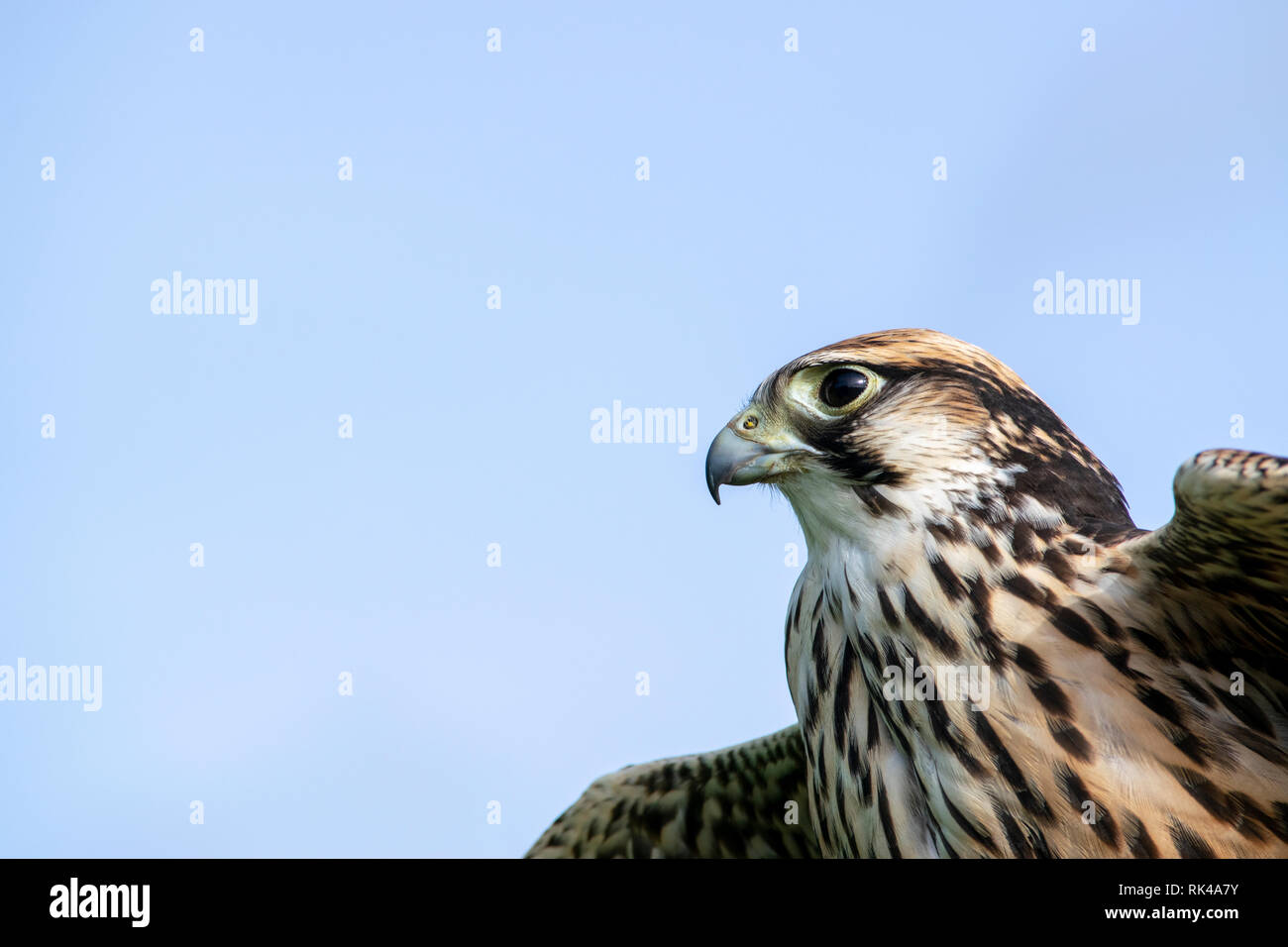 Lannerette hi-res stock photography and images - Alamy