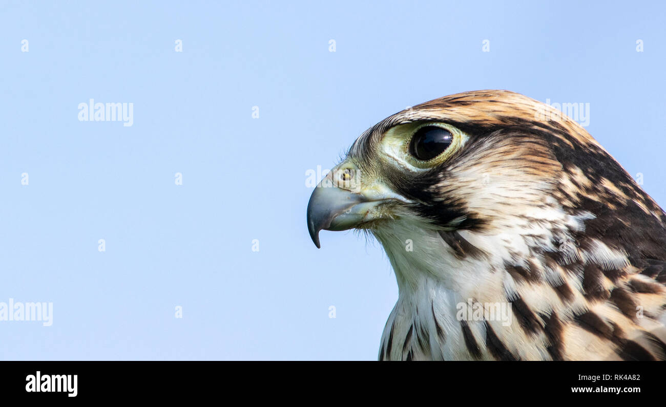 Lannerette hi-res stock photography and images - Alamy