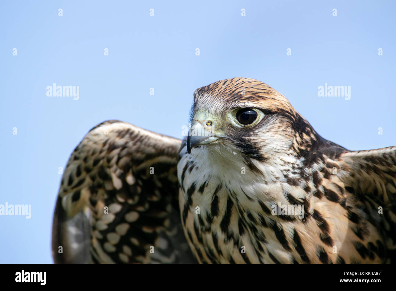 Southdowns falconry hi-res stock photography and images - Alamy