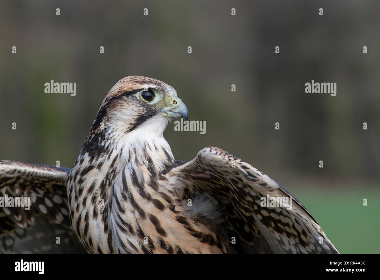 Lannerette hi-res stock photography and images - Alamy