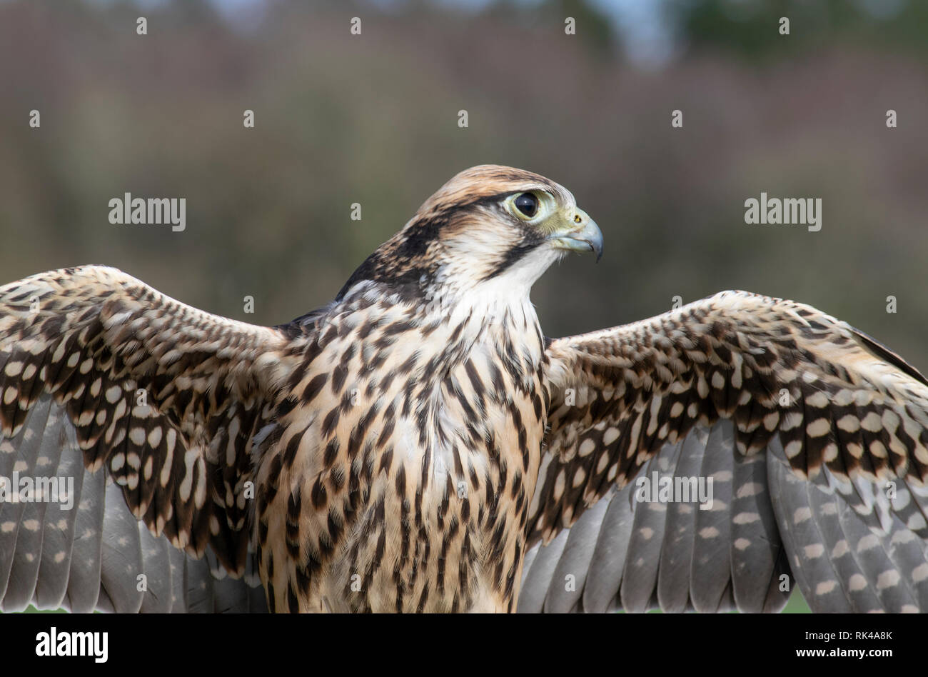 Southdowns falconry hi-res stock photography and images - Alamy