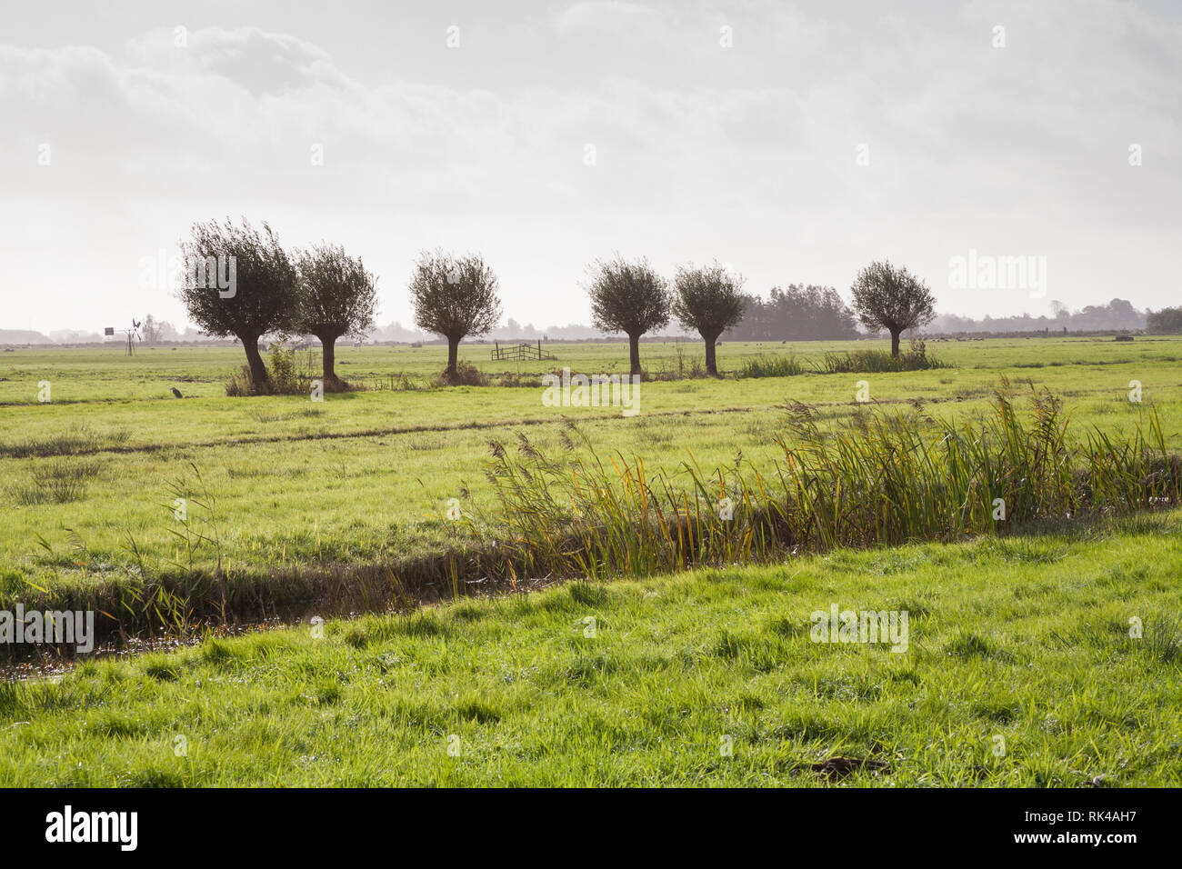 Dutch landscape with grasslands, trimmed willows, dikes and ditches ...