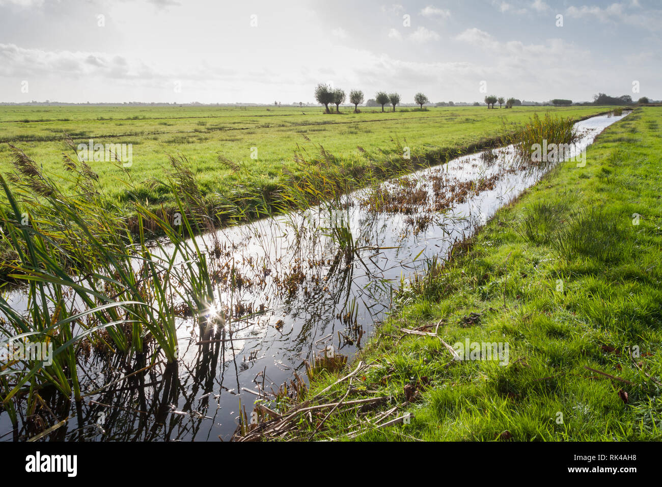 Dutch landscape with grasslands, trimmed willows, dikes and ditches ...