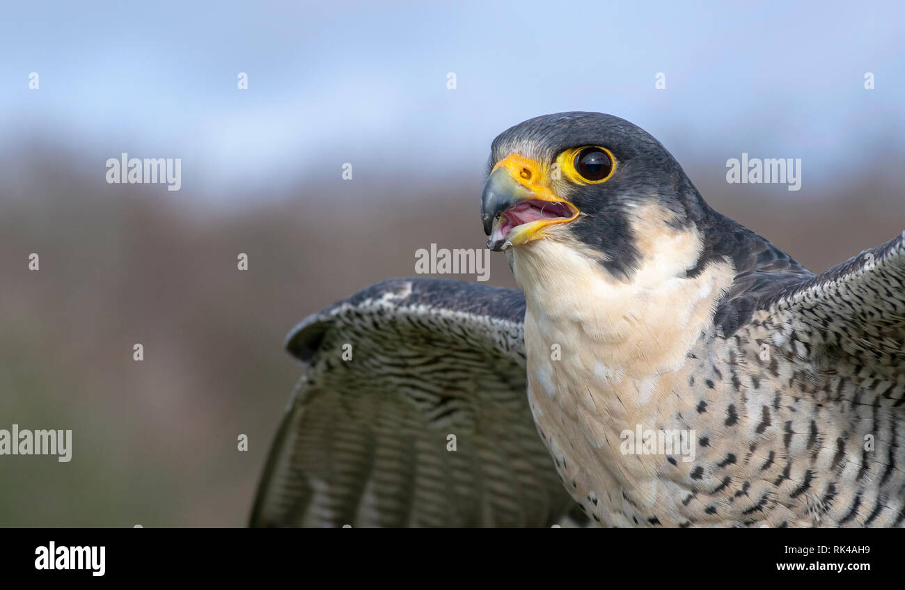 Peregrine falcon peregrine hi-res stock photography and images - Alamy
