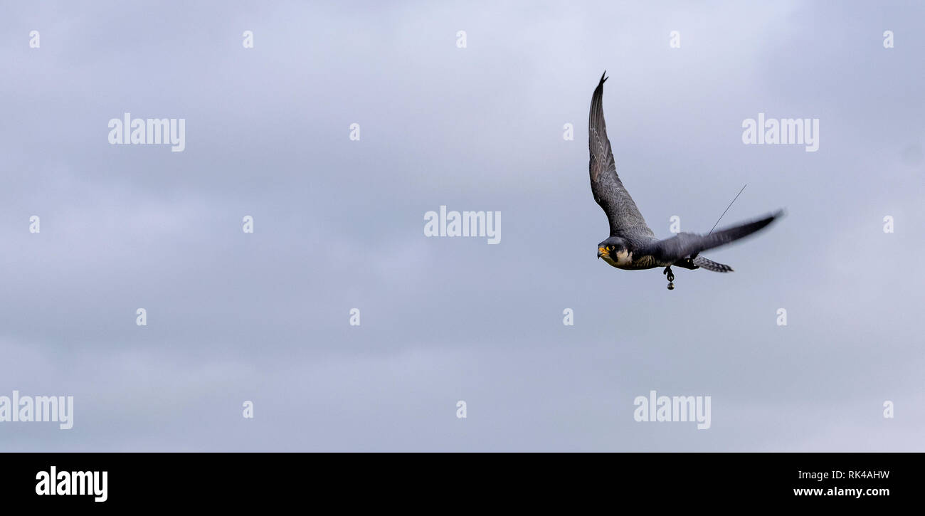 Peregrine falcon flying hi-res stock photography and images - Alamy