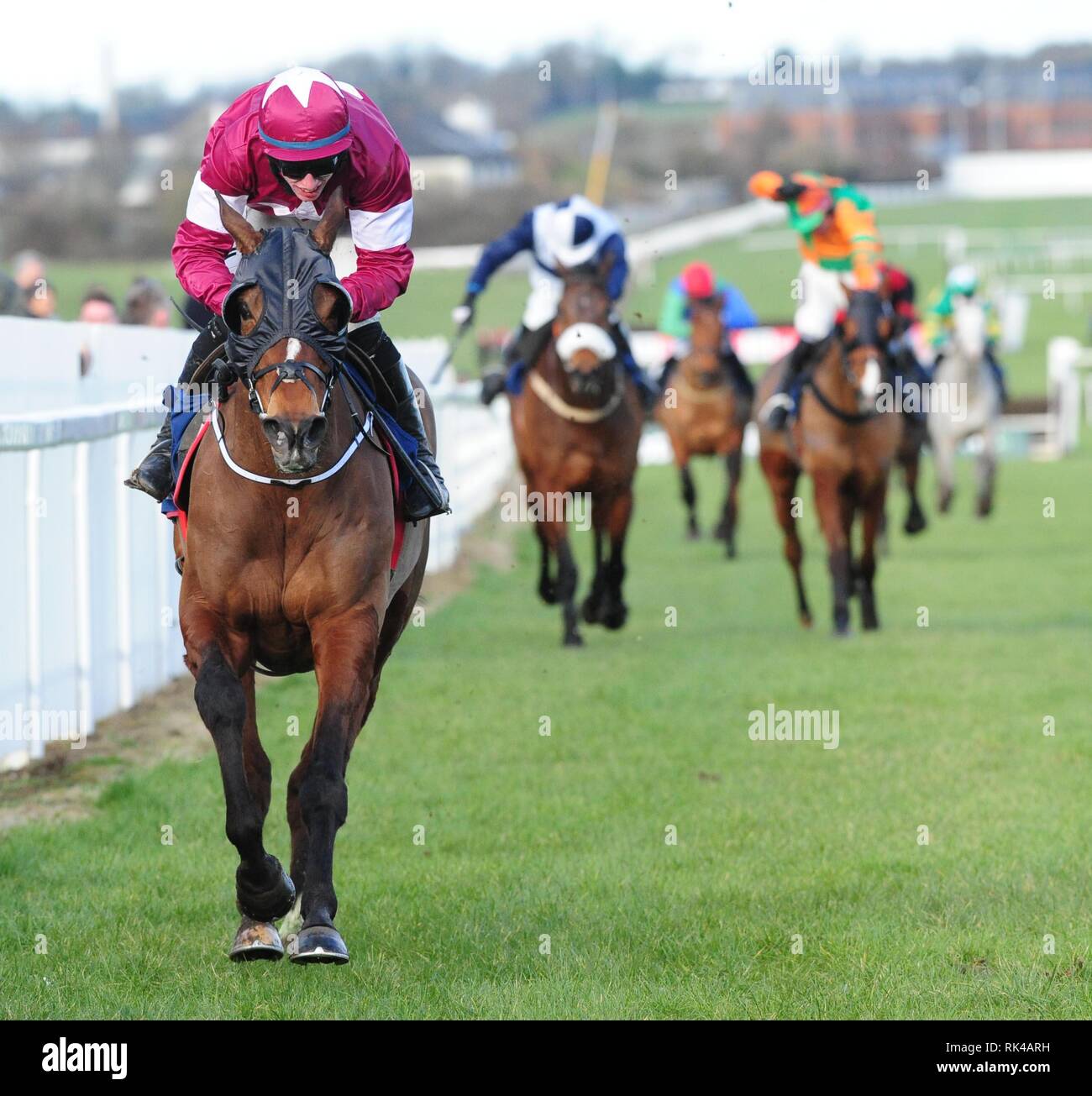 Roaring bull horse hi-res stock photography and images - Alamy