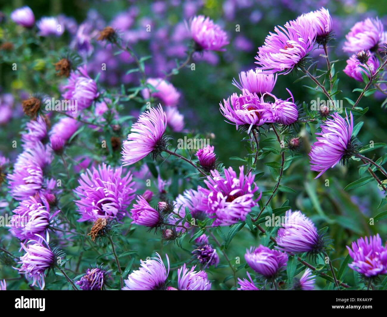 Aster closeup hi-res stock photography and images - Alamy