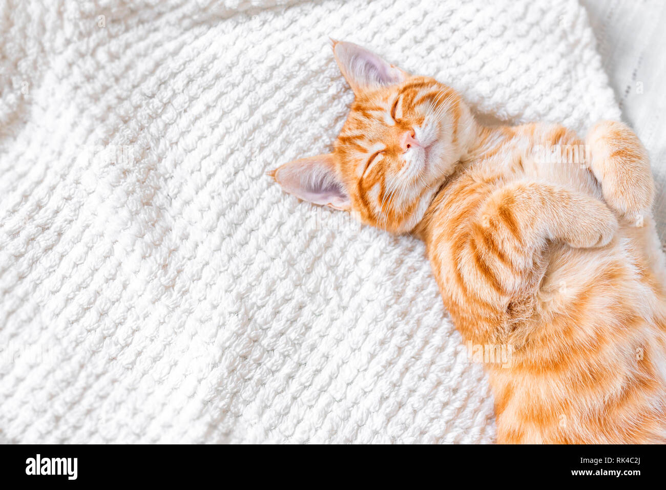 Ginger cat sleeping on bed hi-res stock photography and images - Alamy