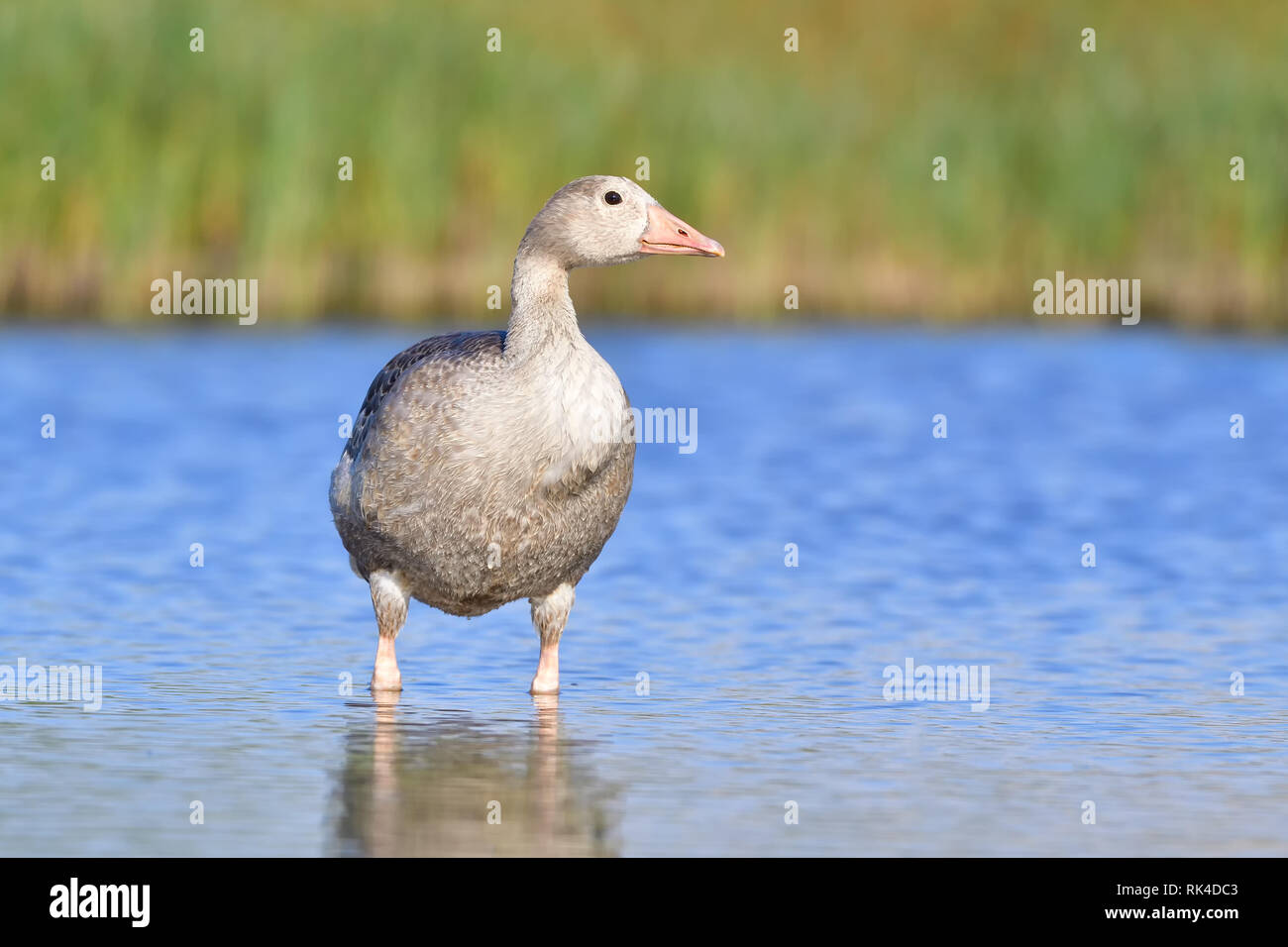 Reed water bird wildlife hi-res stock photography and images - Alamy