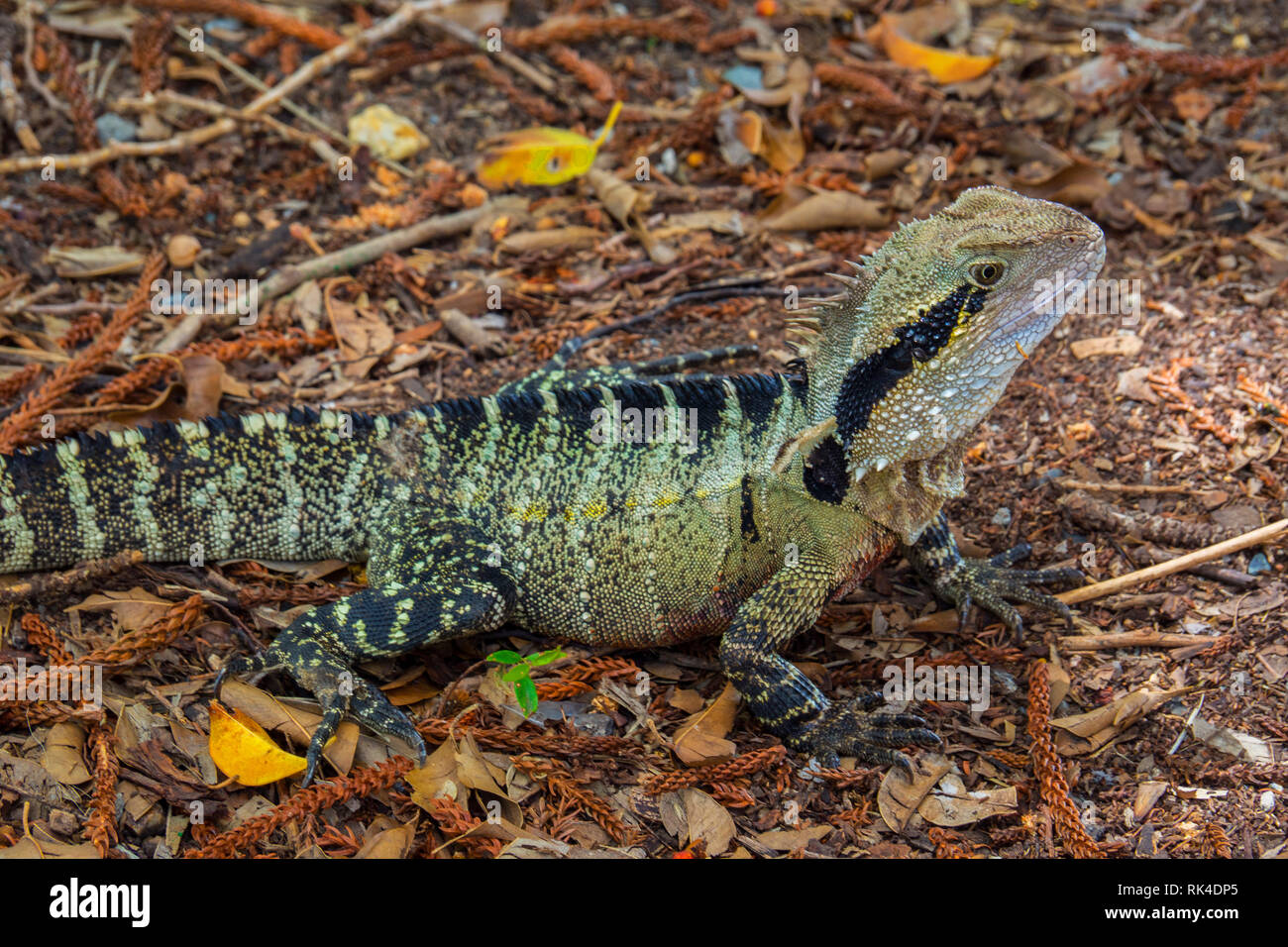 wildlife of Brisbane queensland australia Stock Photo - Alamy