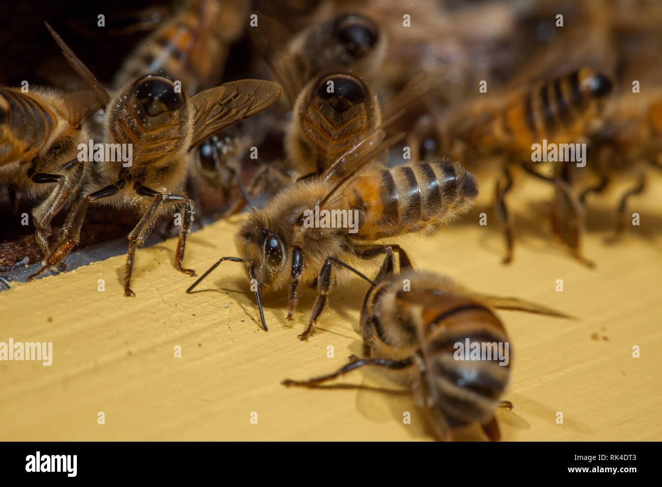 European bees hi-res stock photography and images - Alamy