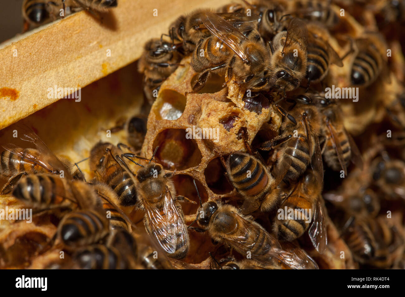 European bees hi-res stock photography and images - Alamy