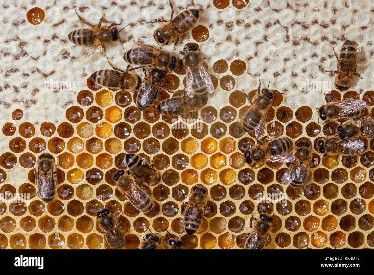 European bees hi-res stock photography and images - Alamy