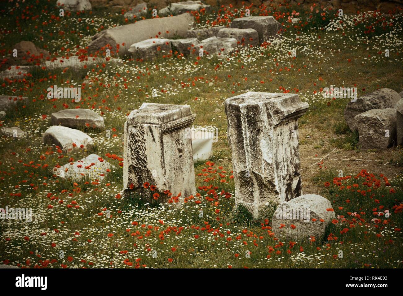 Rome Forum with ruins of historical buildings in flower field. Italy ...