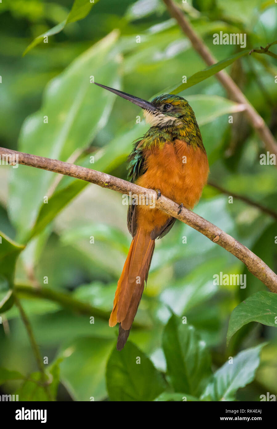 Tobago main ridge forest reserve hi-res stock photography and images ...