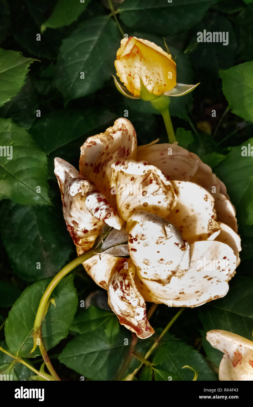 White flower with red spot hi-res stock photography and images - Alamy