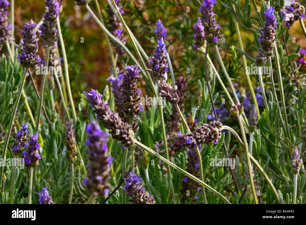 Lavender in soft focus hi-res stock photography and images - Alamy