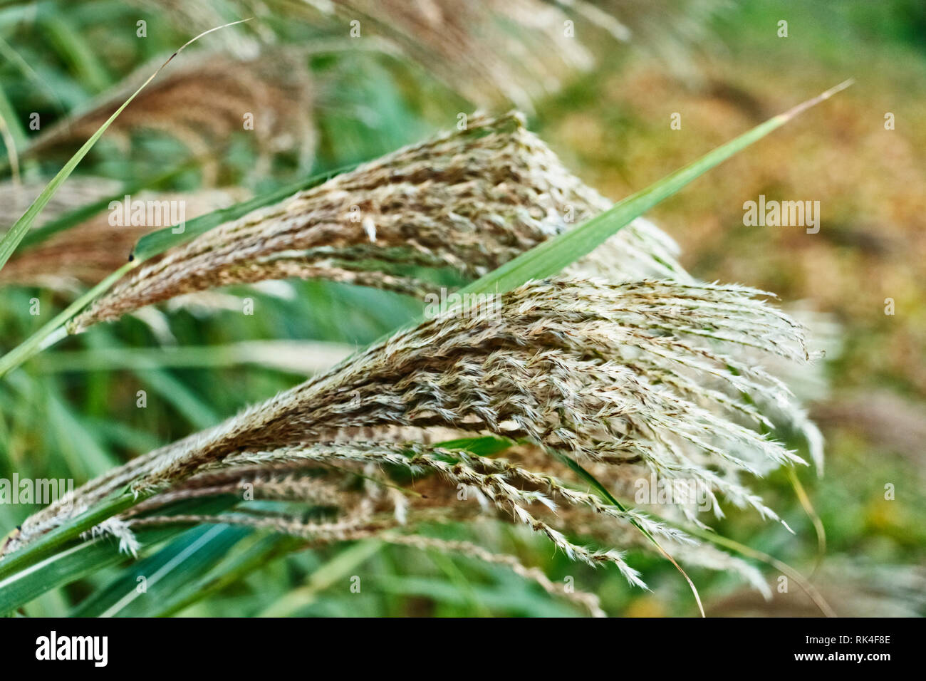 Panicles of silky spikelets of chinese silver grass or eulalia japonica ...