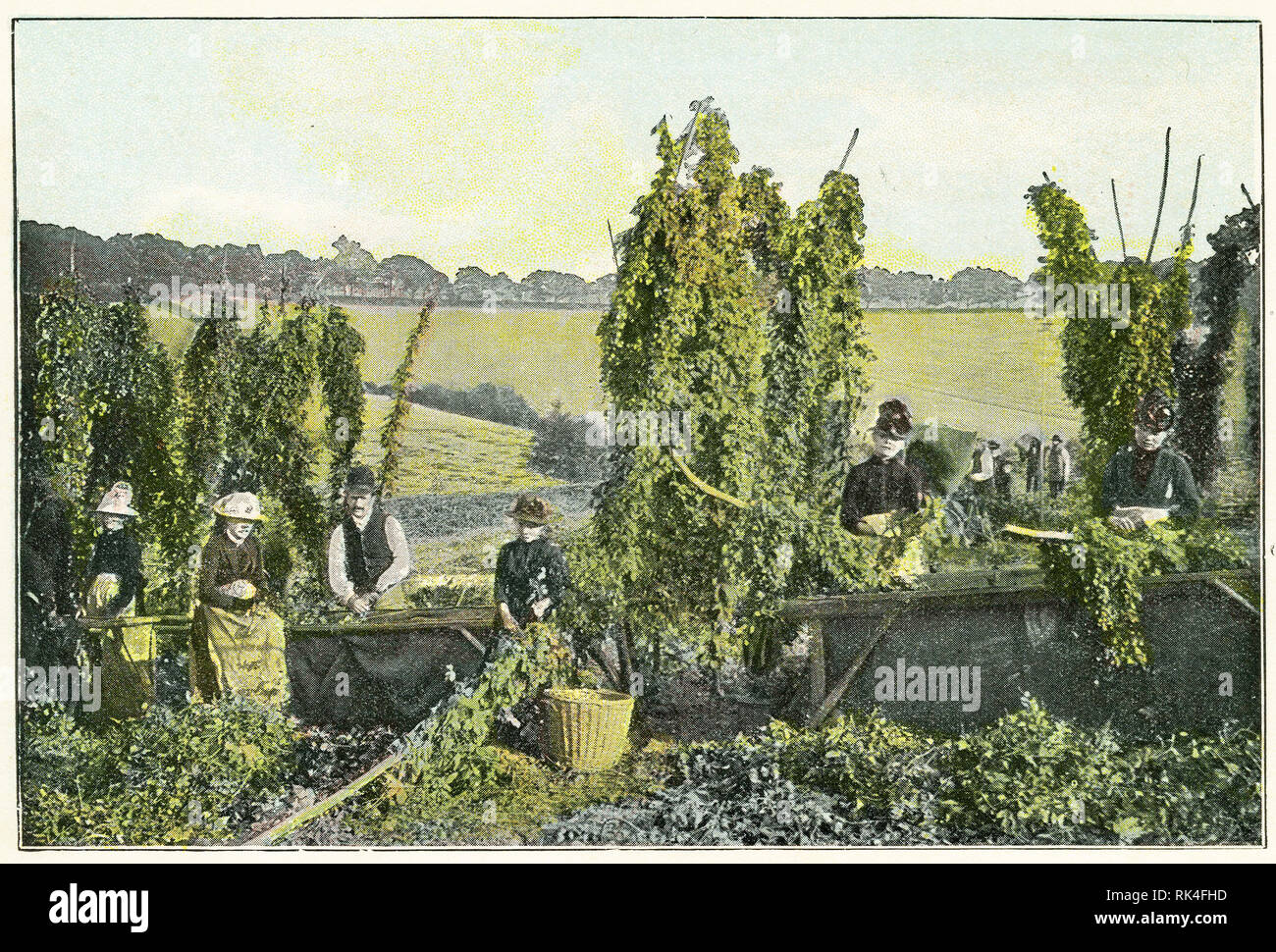 Hops in hands hi-res stock photography and images - Alamy