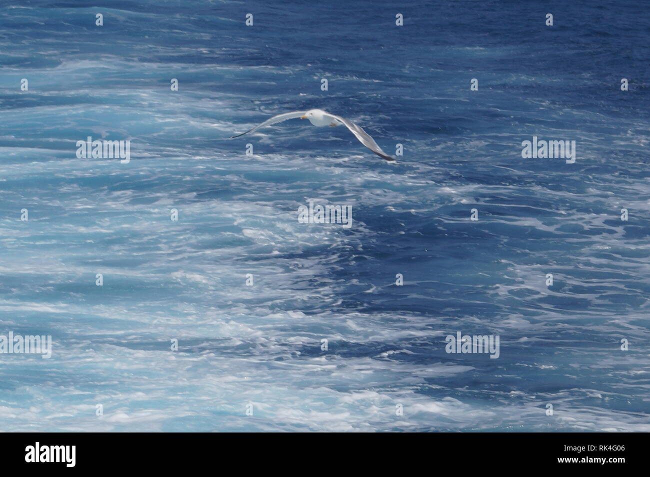 Flies bird hi-res stock photography and images - Alamy