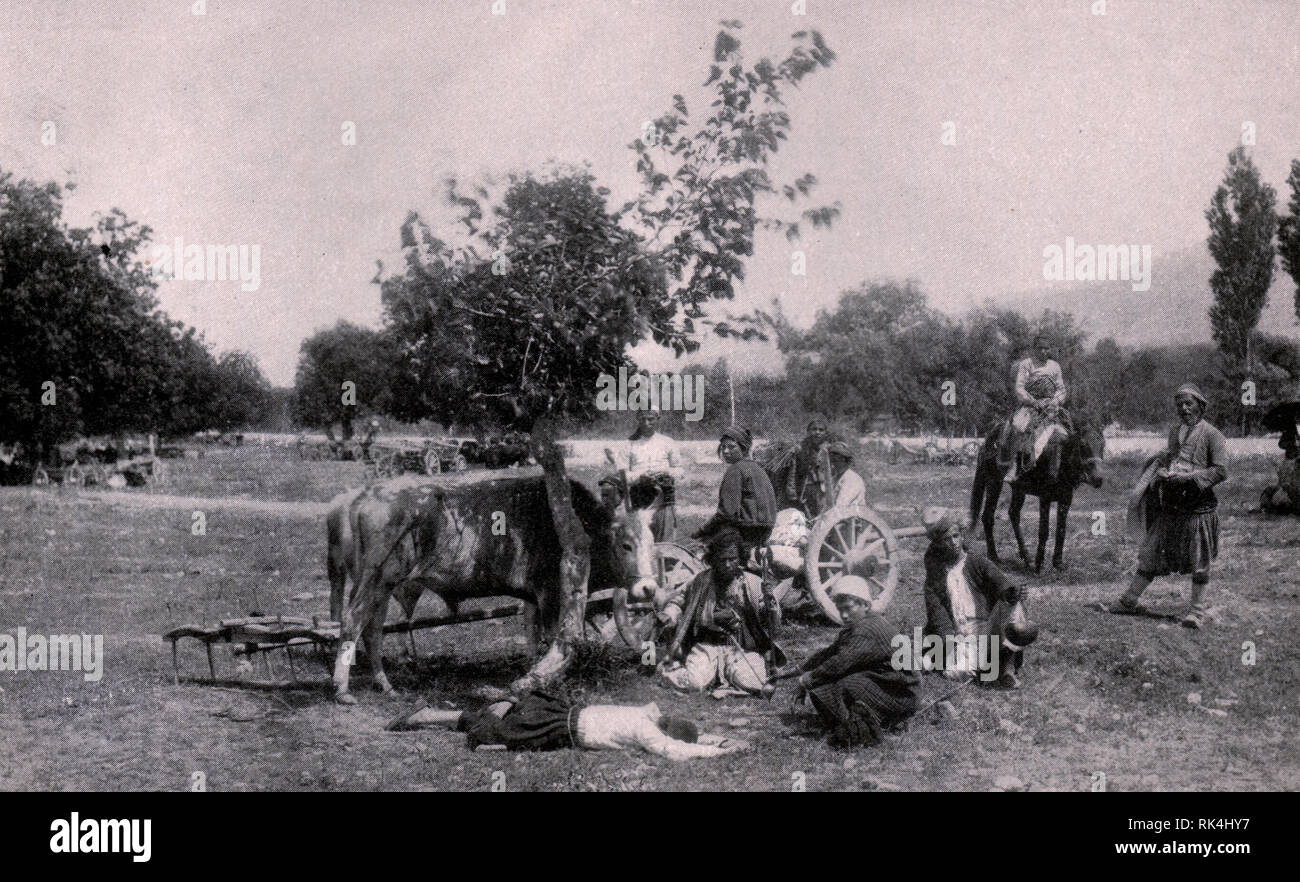 Draught Oxen High Resolution Stock Photography and Images - Alamy