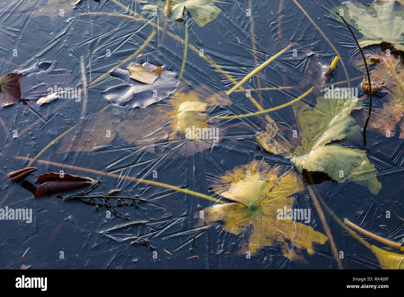 Vancouver, Lower Mainland, British Columbia, Canada Stock Photo - Alamy