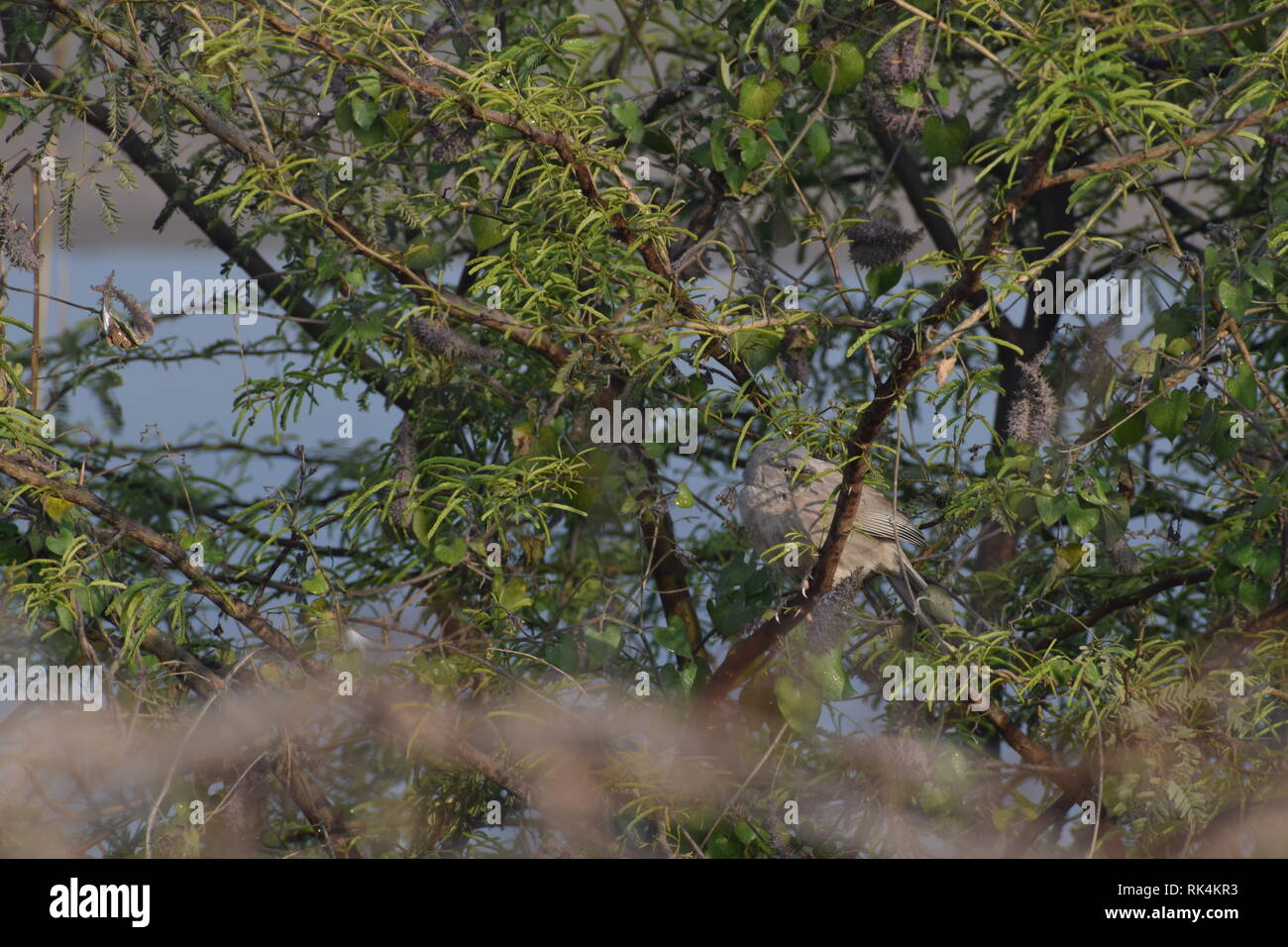 Rare Bird Sightings High Resolution Stock Photography and Images - Alamy