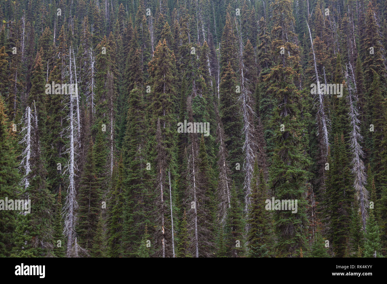 Yoho valley hi-res stock photography and images - Alamy