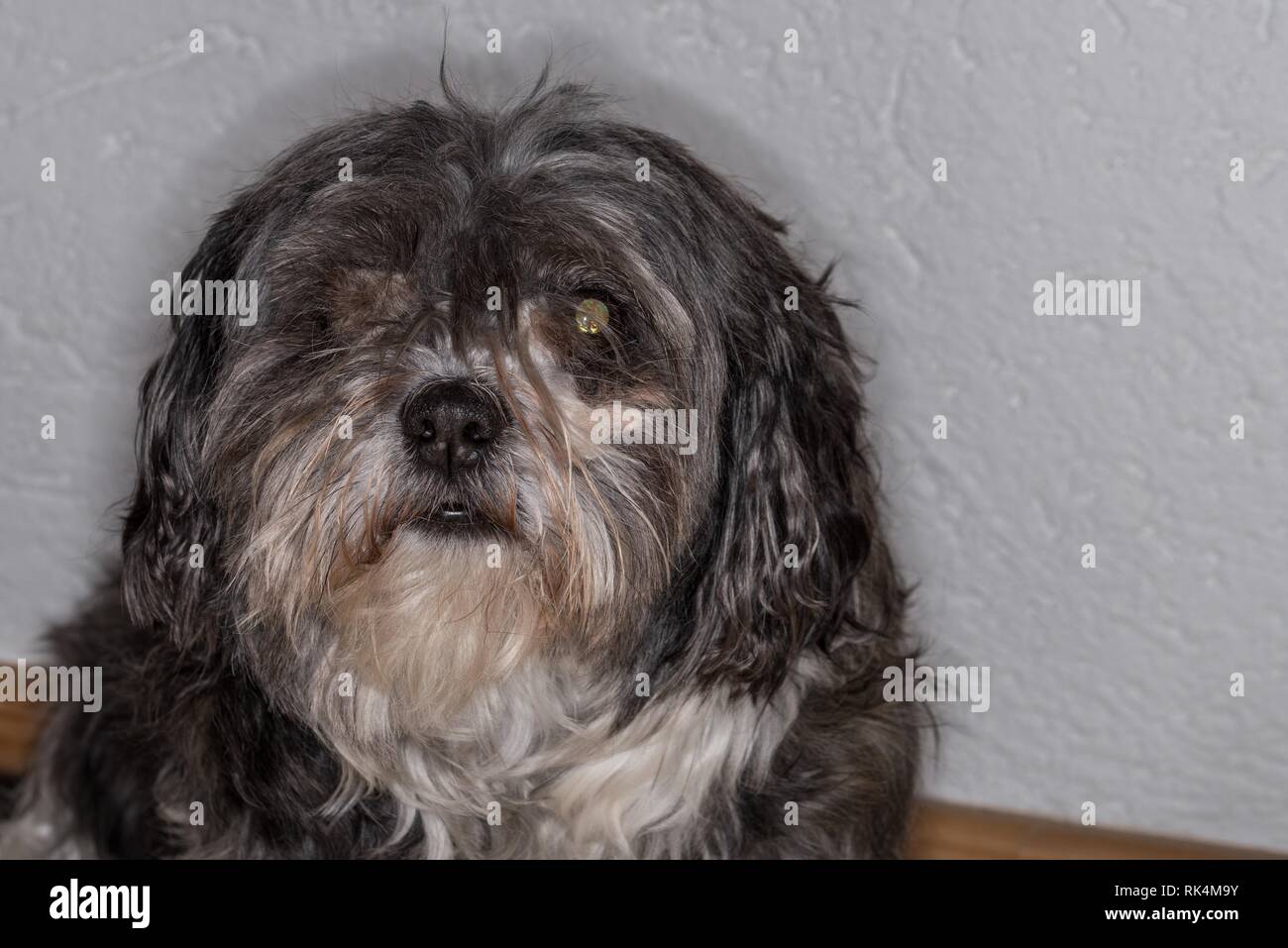 White and grey shih tzu hi-res stock photography and images - Alamy