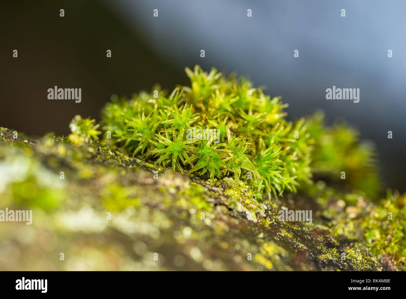 Star shaped moss hi-res stock photography and images - Alamy