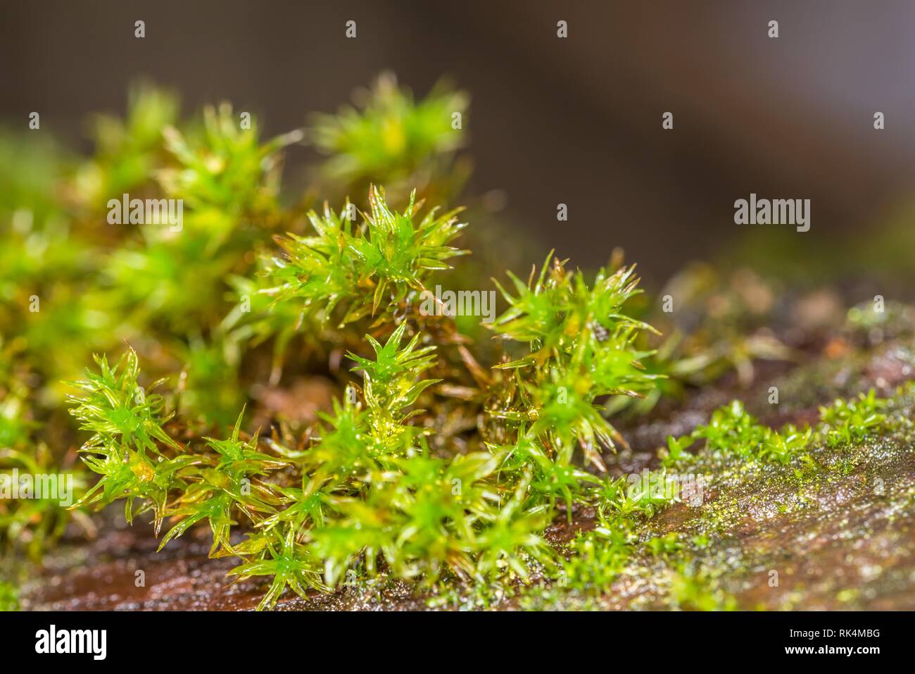 Star shaped green moss close hi-res stock photography and images - Alamy