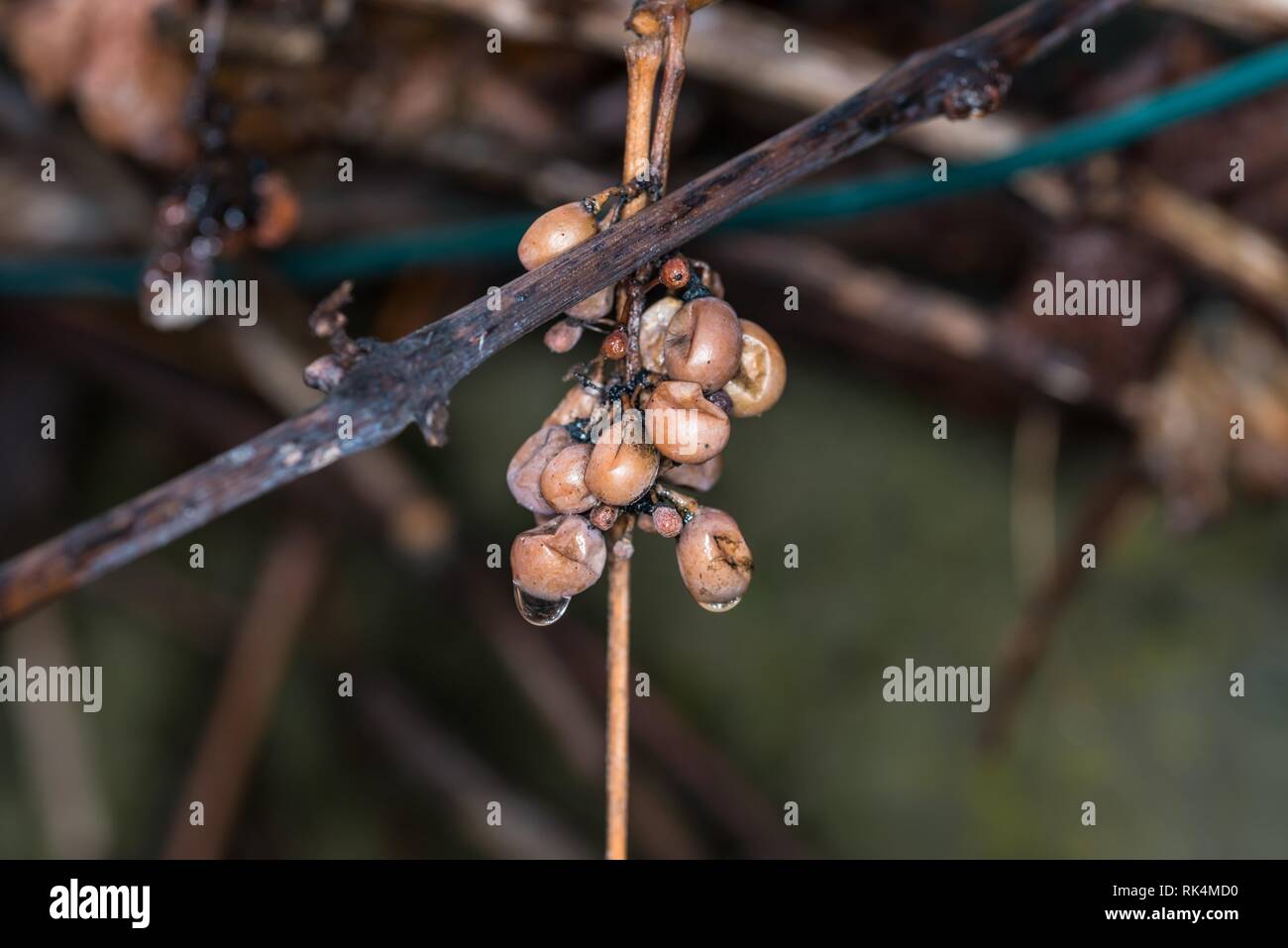 Withered grapes in winter on a grapevine, Germany Stock Photo - Alamy