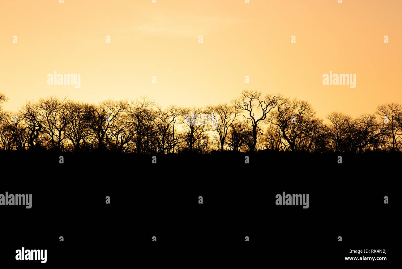Light behind leaf hi-res stock photography and images - Alamy