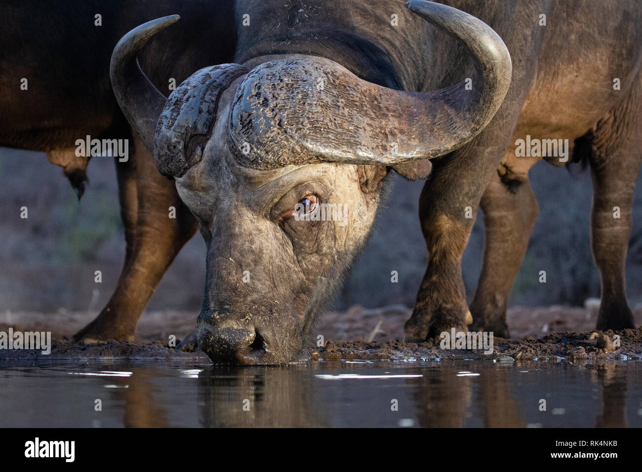 Close-up photograph of an African buffalo drinking in a pool of water ...