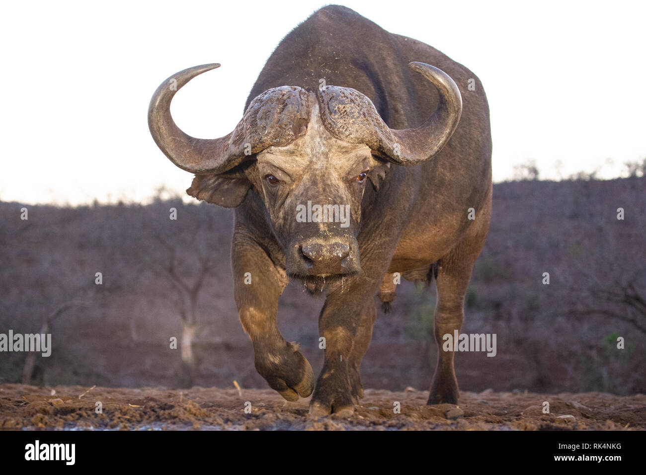 Herd water buffalo in african hi-res stock photography and images - Alamy