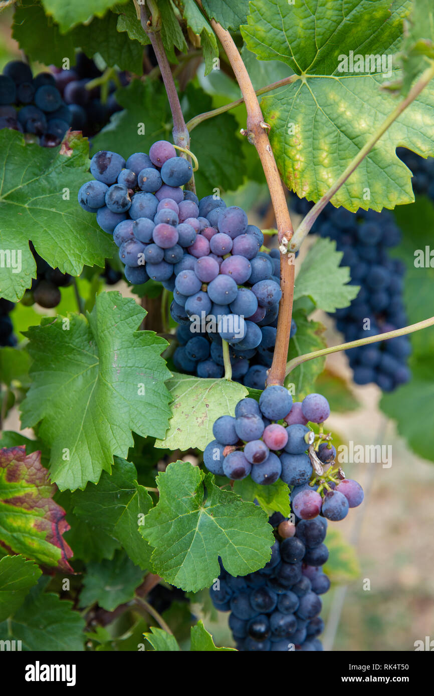 Vingard hi-res stock photography and images - Alamy