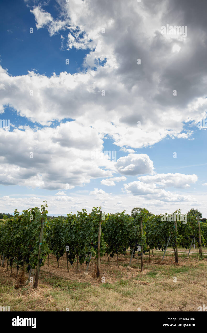 Vingard hi-res stock photography and images - Alamy