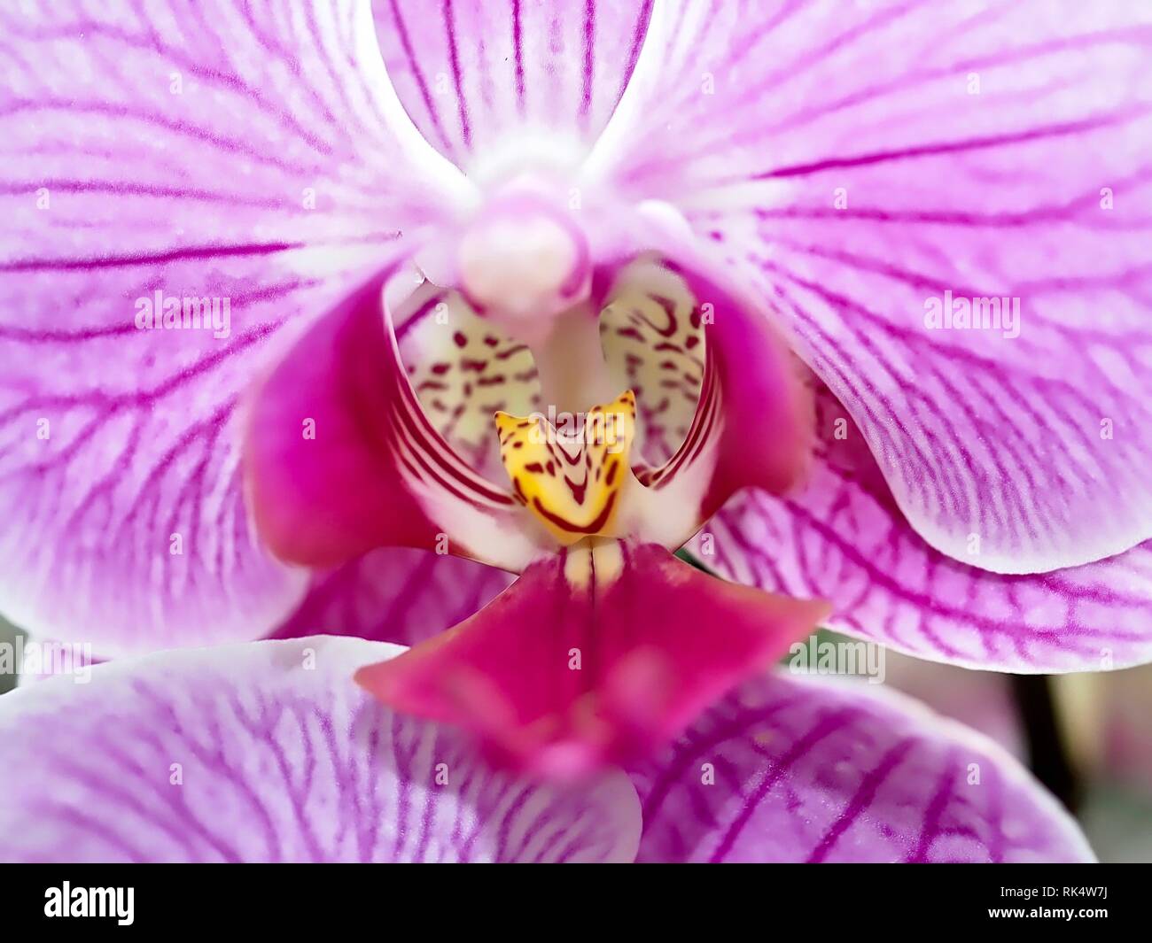 Macro of a pink orchid blossom Stock Photo - Alamy