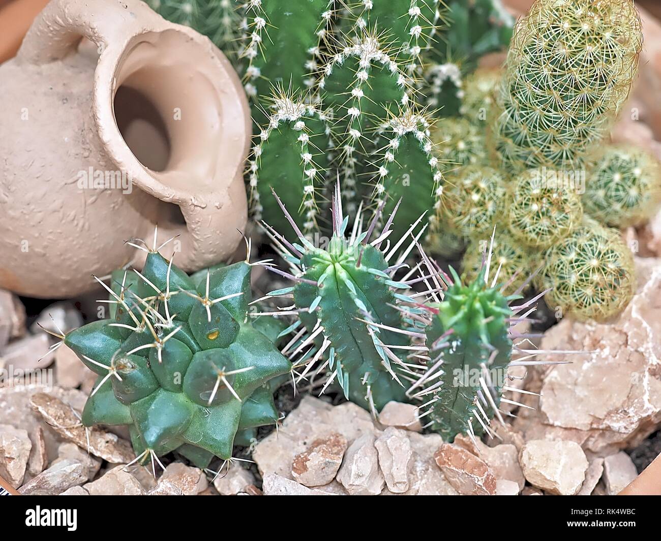 Small cacti with an oil can Stock Photo - Alamy