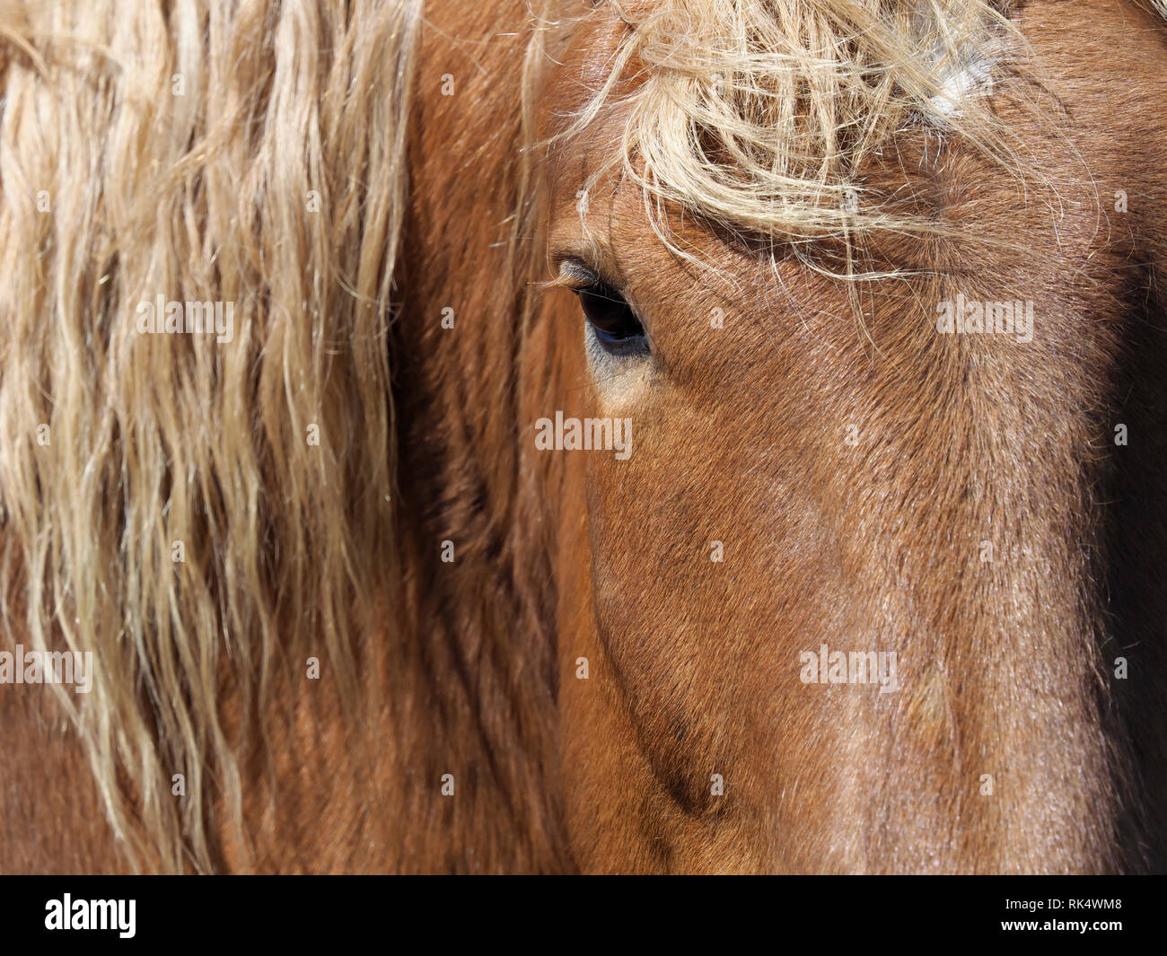A close up shot of the eye and face of a chestnut horse with a long ...