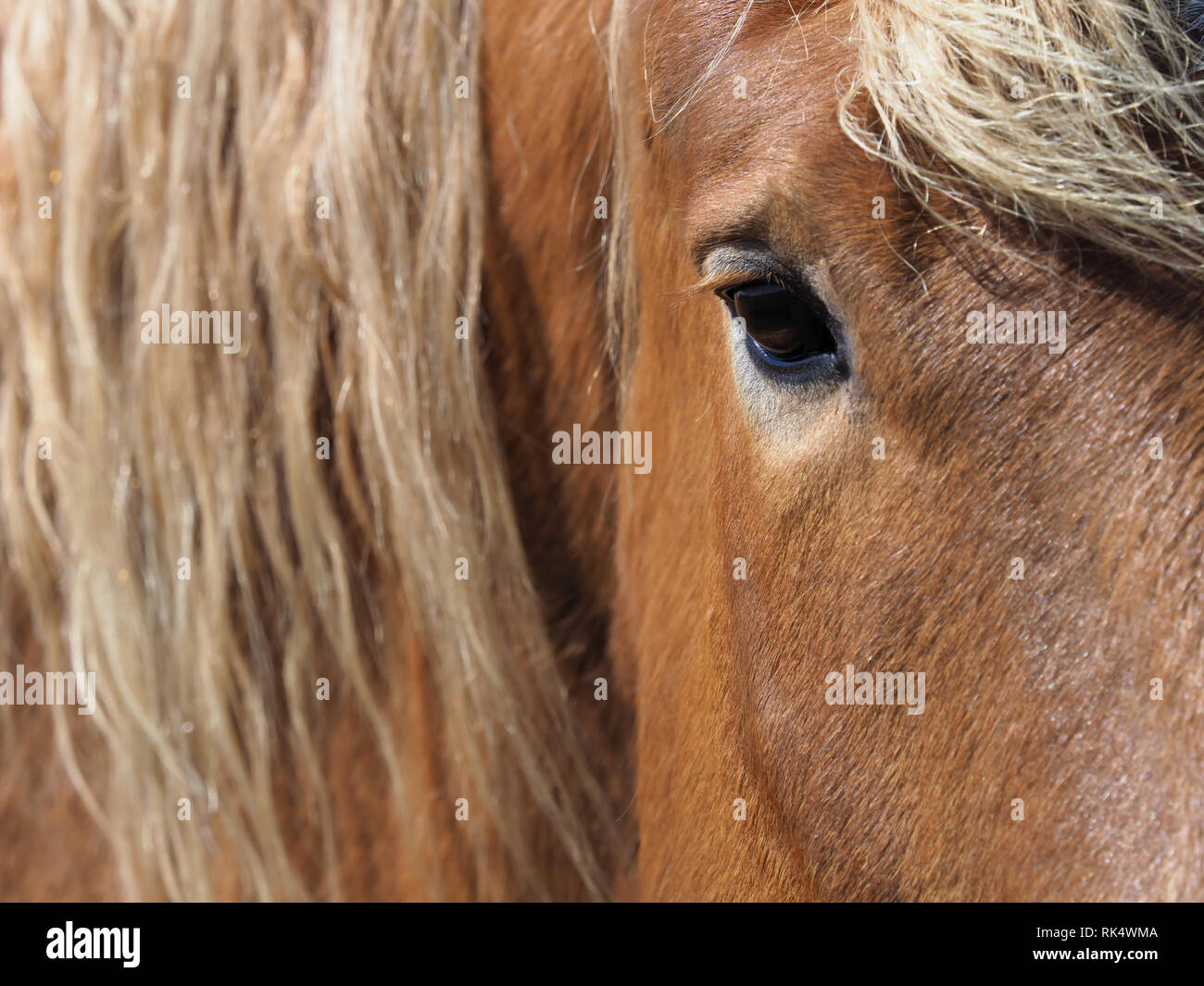 A close up shot of the eye and face of a chestnut horse with a long ...