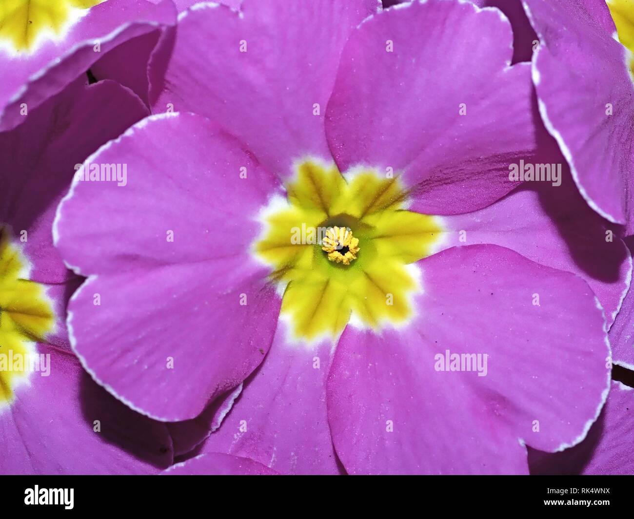 Primula blossom hi-res stock photography and images - Alamy
