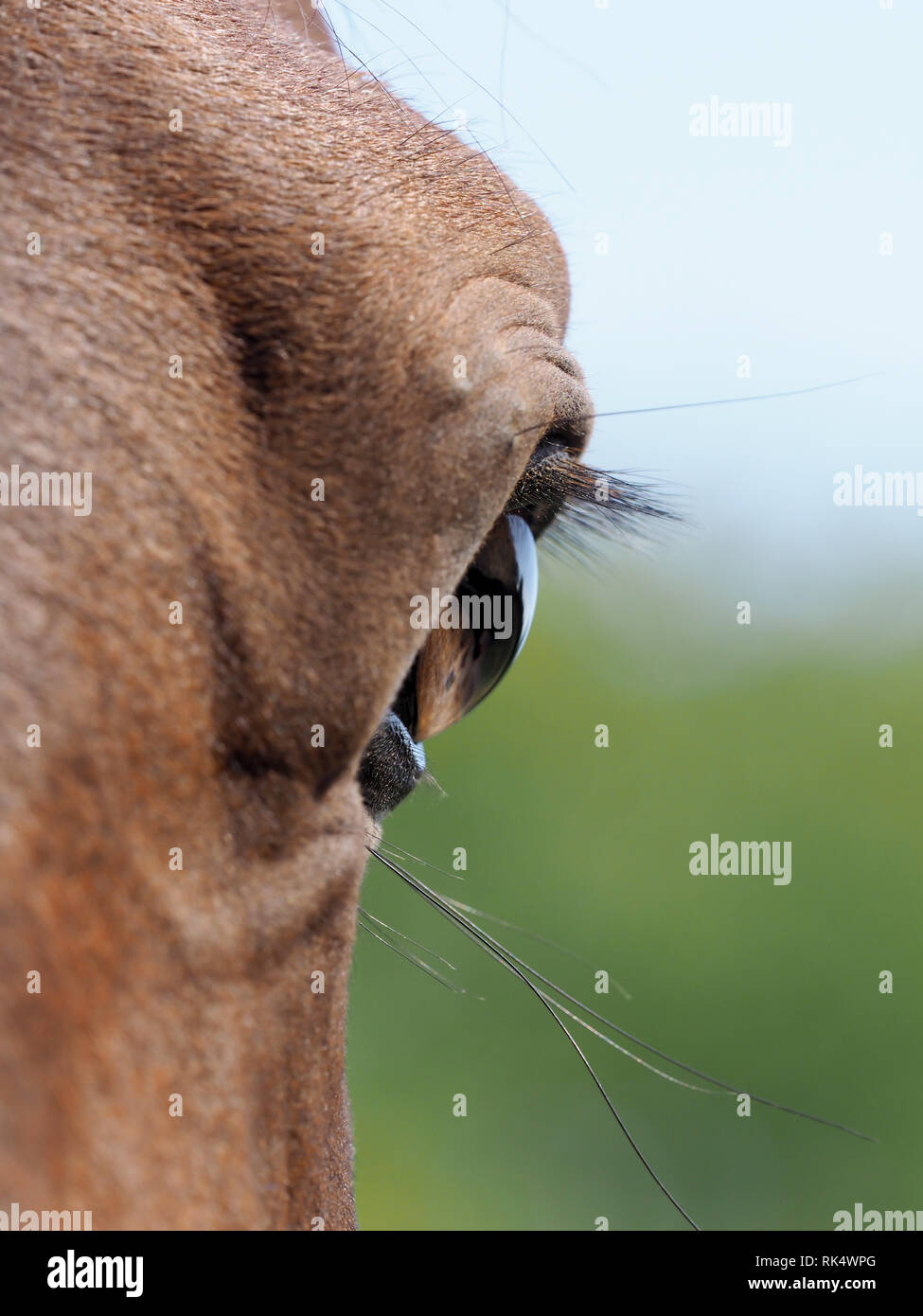 A close up shot of the eye and face of a chestnut horse Stock Photo - Alamy