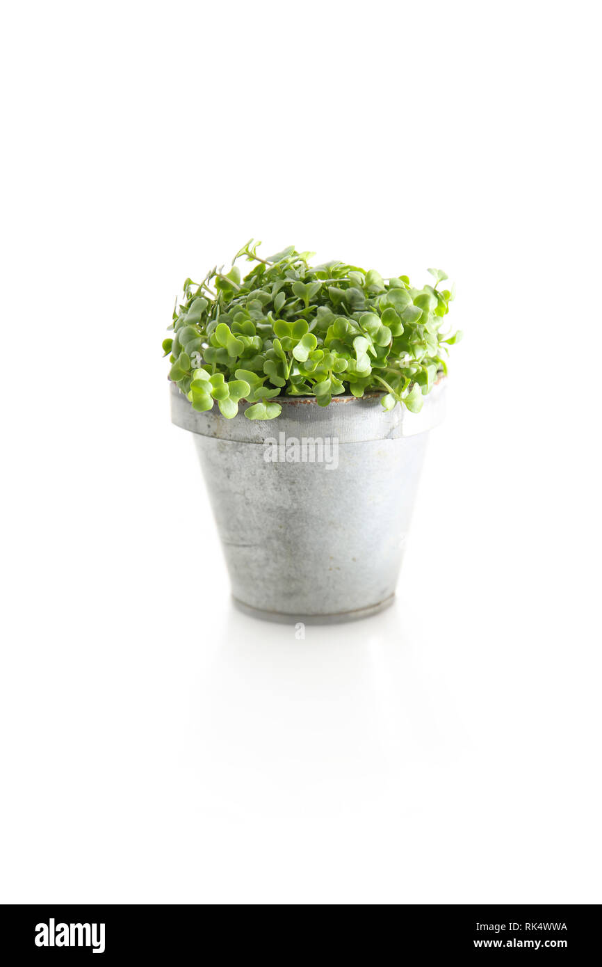 Cultivation of microgreens hi-res stock photography and images - Alamy