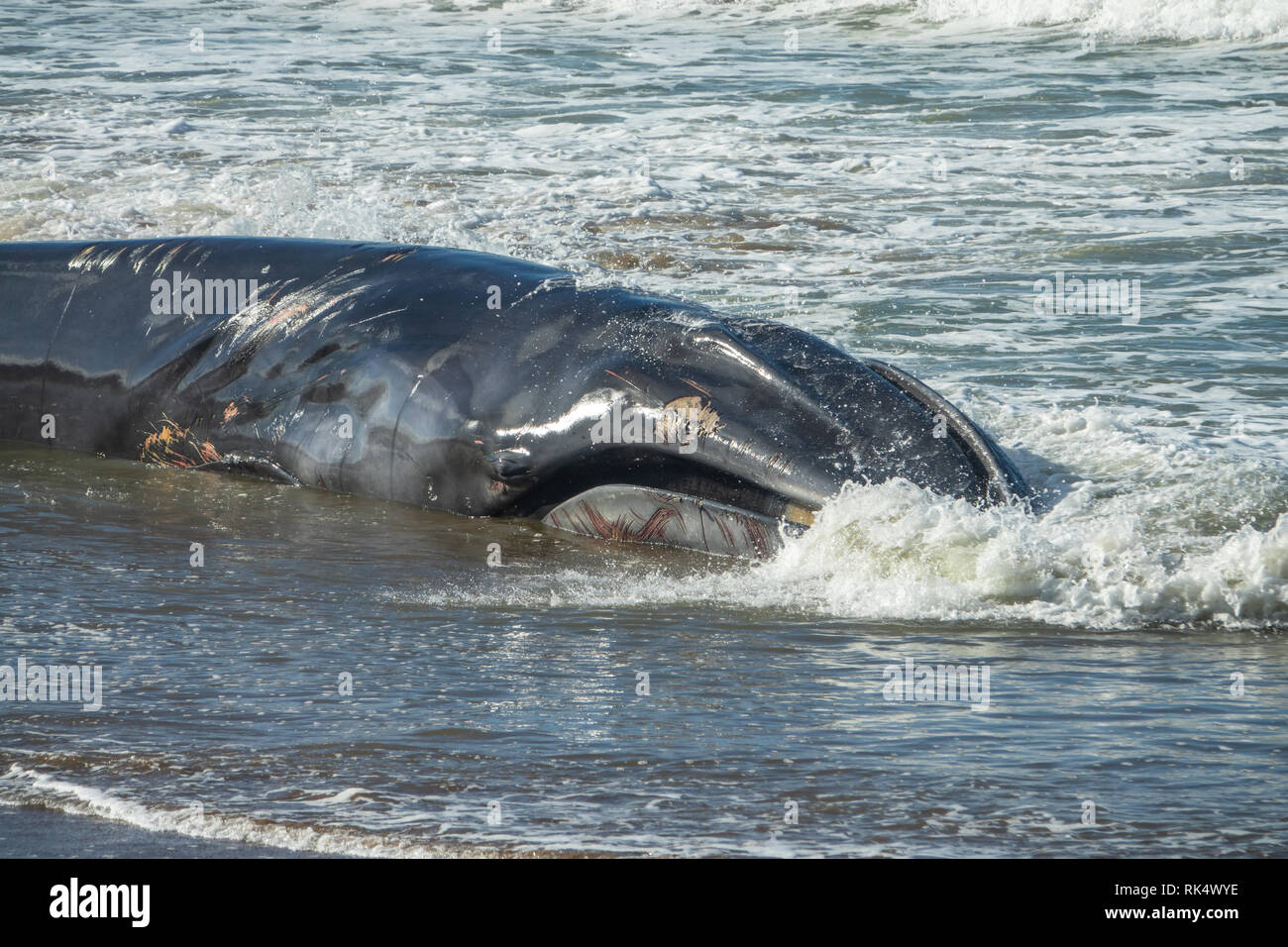 Wounded dying humpback whale grounding in the coast in Sopelana, Basque ...