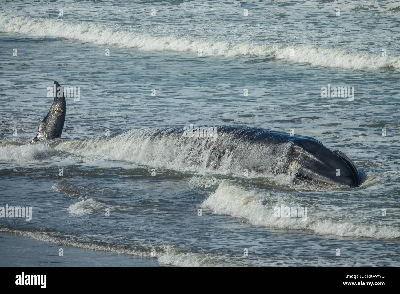 Specie seafood hi-res stock photography and images - Alamy