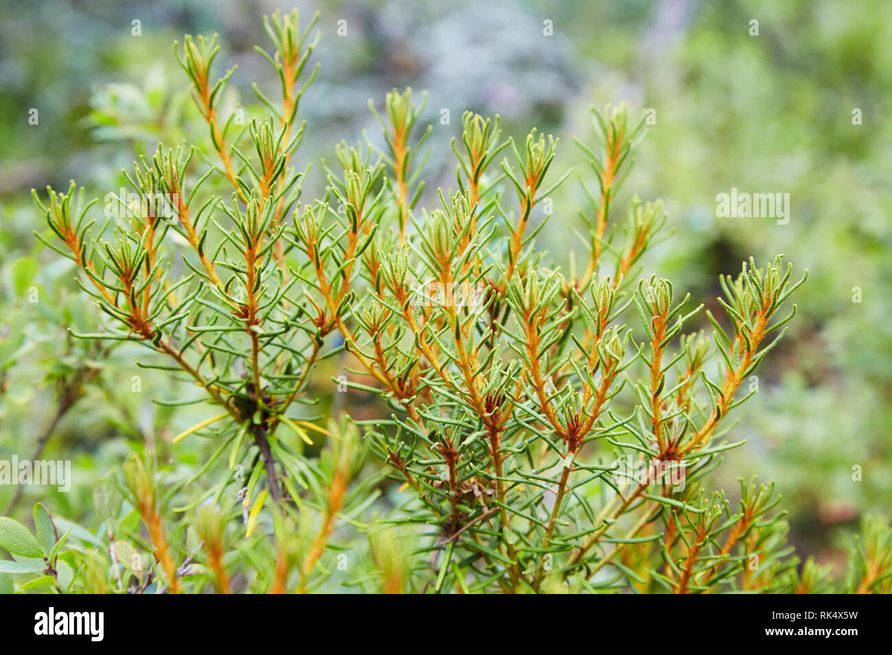 Labrador Tea Plant High Resolution Stock Photography and Images - Alamy