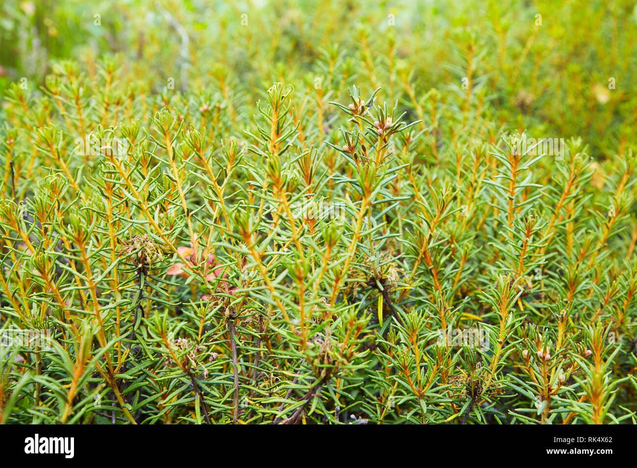 Labrador Tea Plant High Resolution Stock Photography and Images - Alamy