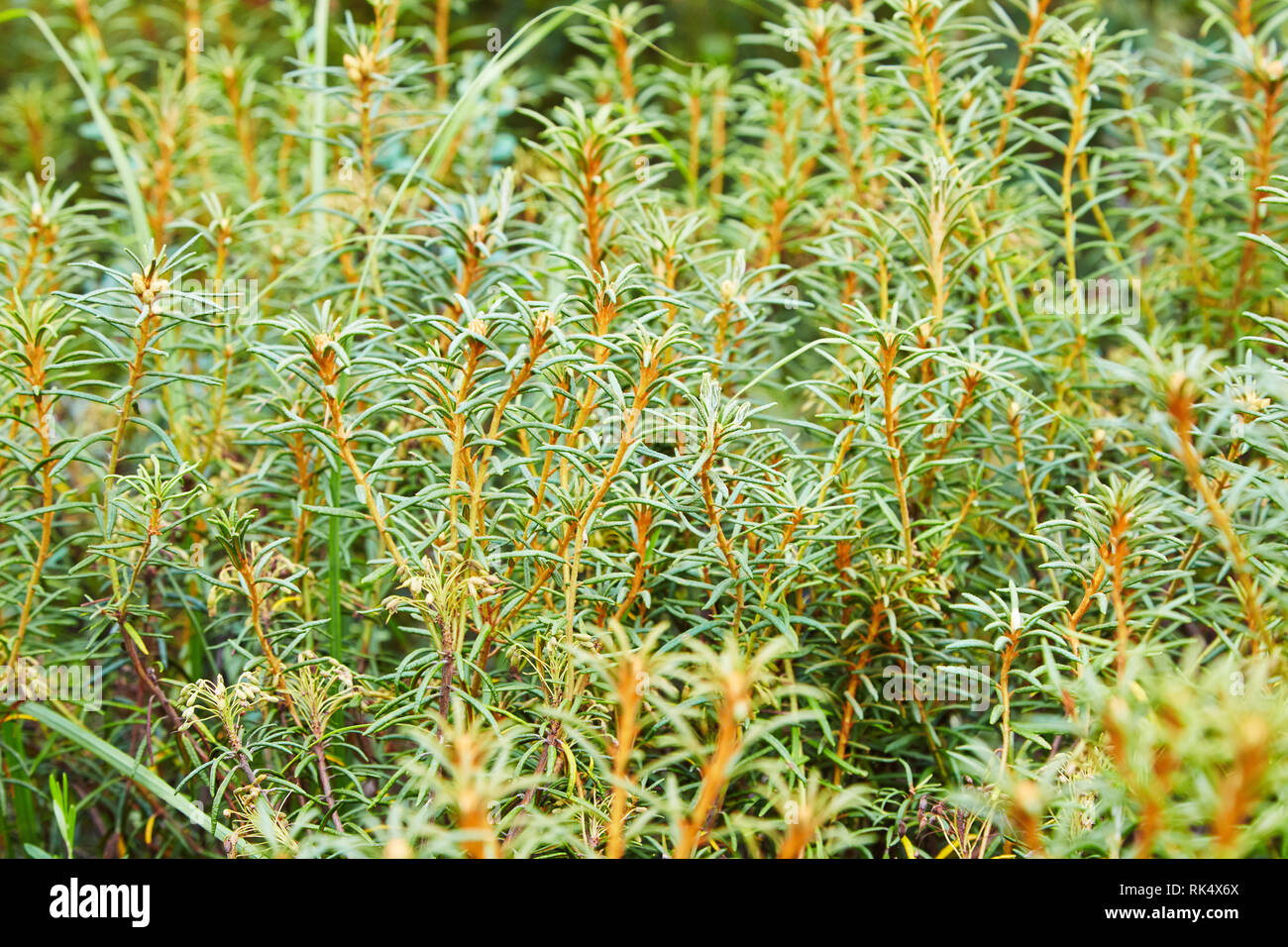 Labrador Tea Plant High Resolution Stock Photography and Images - Alamy